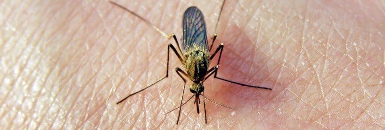 Biting Midges, No-See-Ums or Midgies are mean tiny flies!